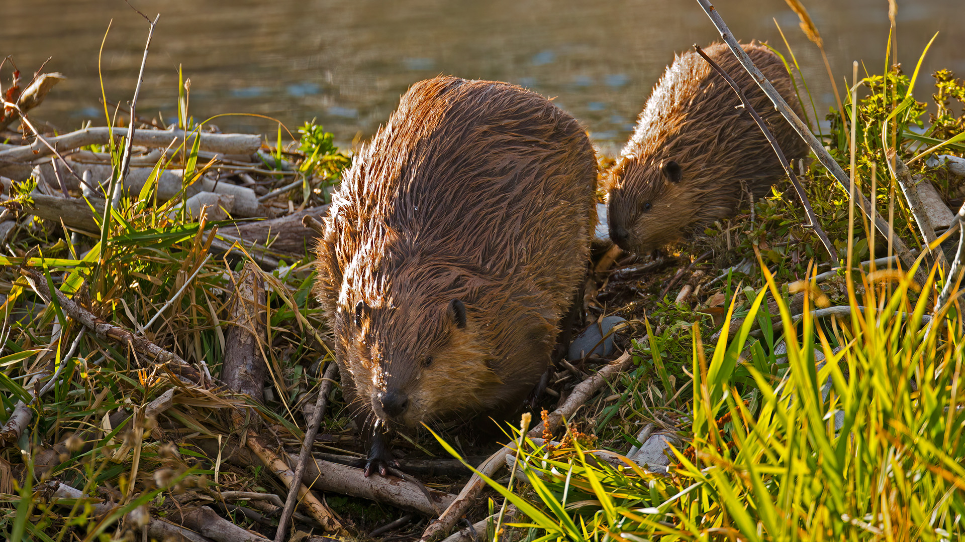 Conservationists Draw Inspiration from Beavers to Save the Rio Grande ...