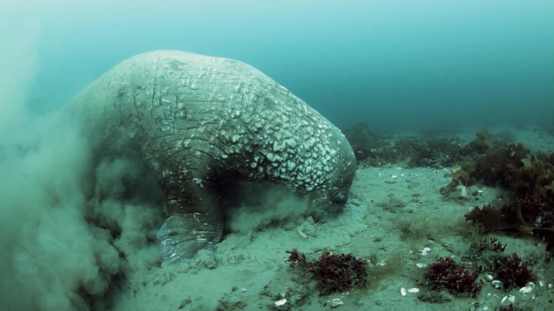 Walrus: Life on Thin Ice | The Weird Way Walruses Eat With Their Tongue ...