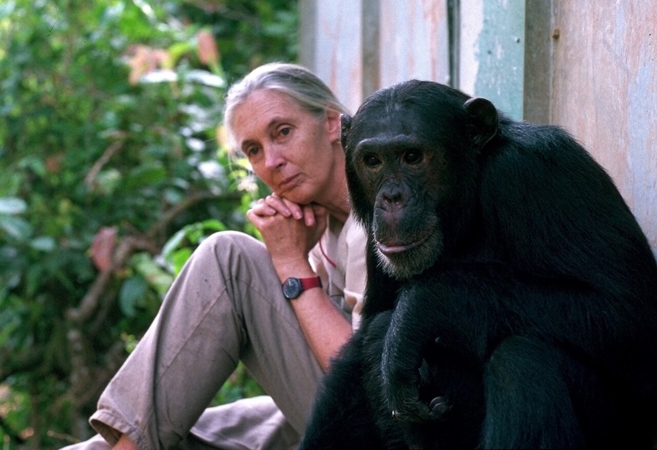 Remembering Dr. Jane Goodall, DBE | Blog | Nature | PBS
