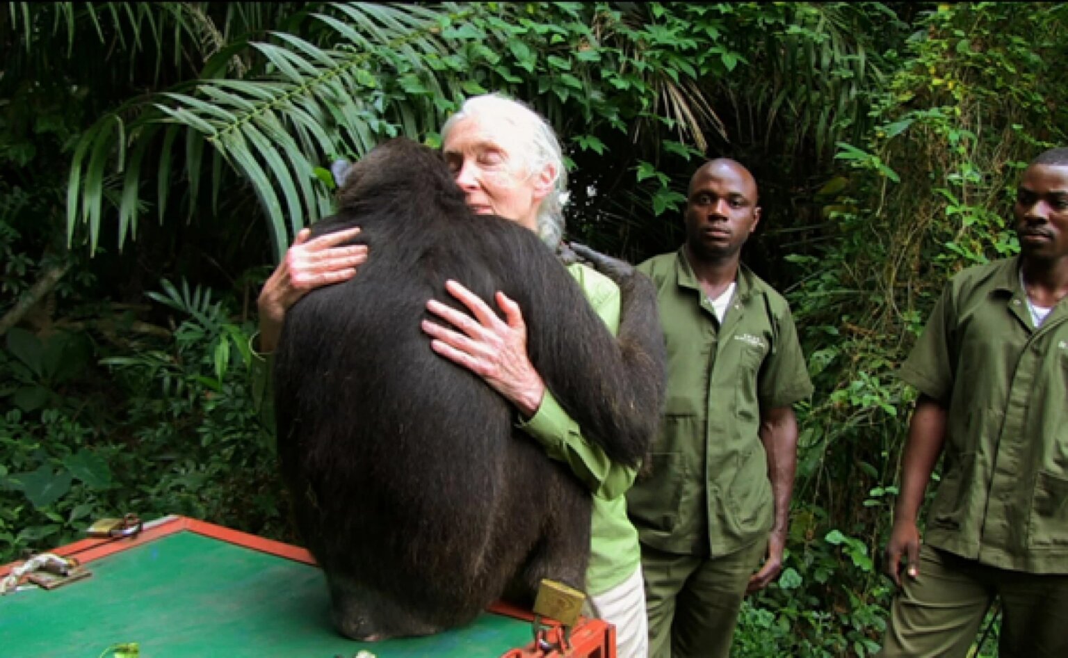 Remembering Dr. Jane Goodall, DBE | Blog | Nature | PBS