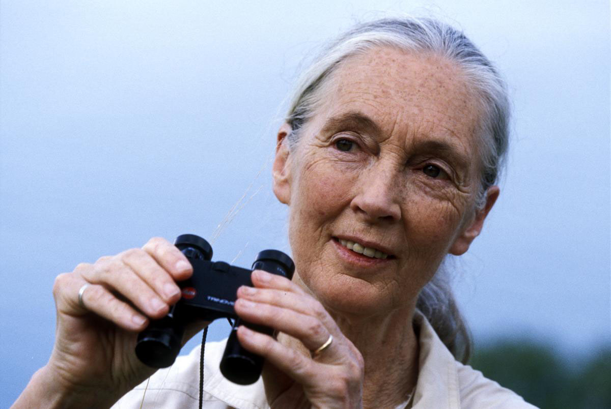 Remembering Dr. Jane Goodall, DBE | Blog | Nature | PBS