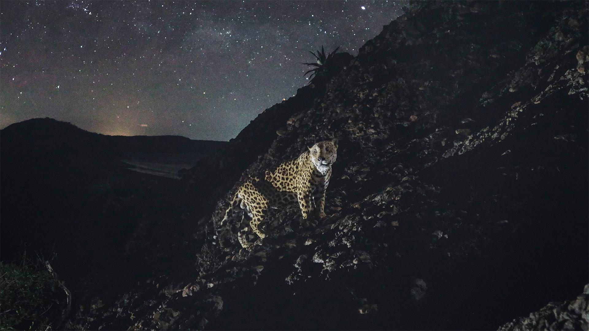 Jaguar Beach | A Jaguar Love Triangle Caught on Camera | Nature | PBS