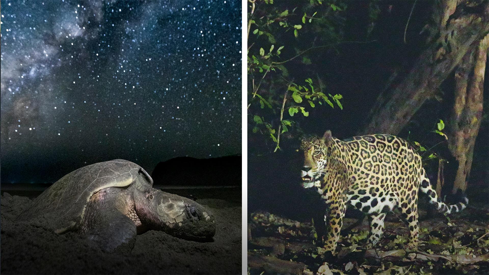 Jaguar Beach | How Jaguars Are Saving Sea Turtles | Nature | PBS