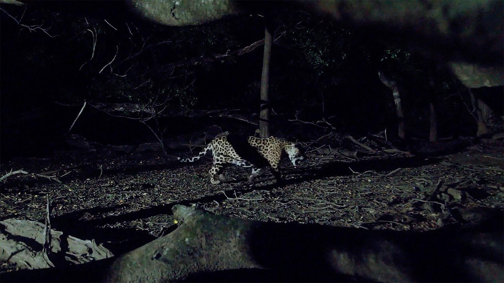 Jaguar Beach | How Filmmakers Used Camera Traps to Film Wild Jaguars ...