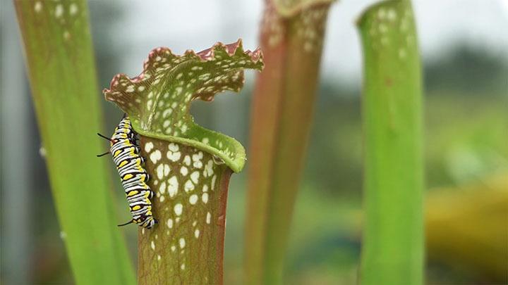 Why These Bugs Live Inside Plants That Eat Them | Untold Earth | Nature ...