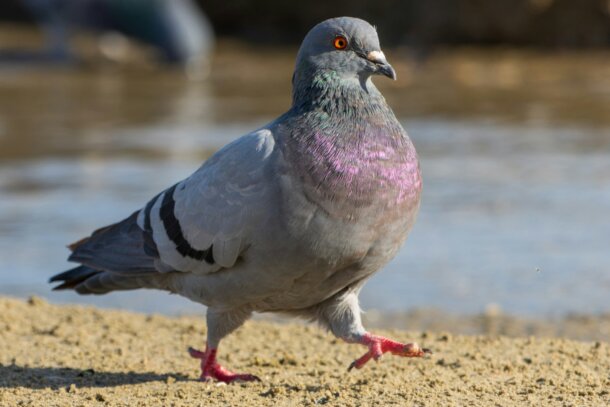 Pigeon Fact Sheet | Blog | Nature | PBS