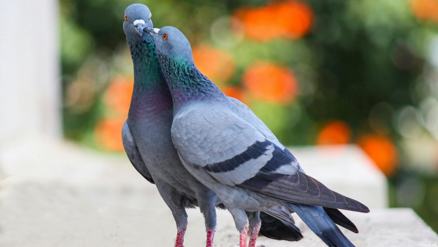 Pigeon Fact Sheet | Blog | Nature | PBS