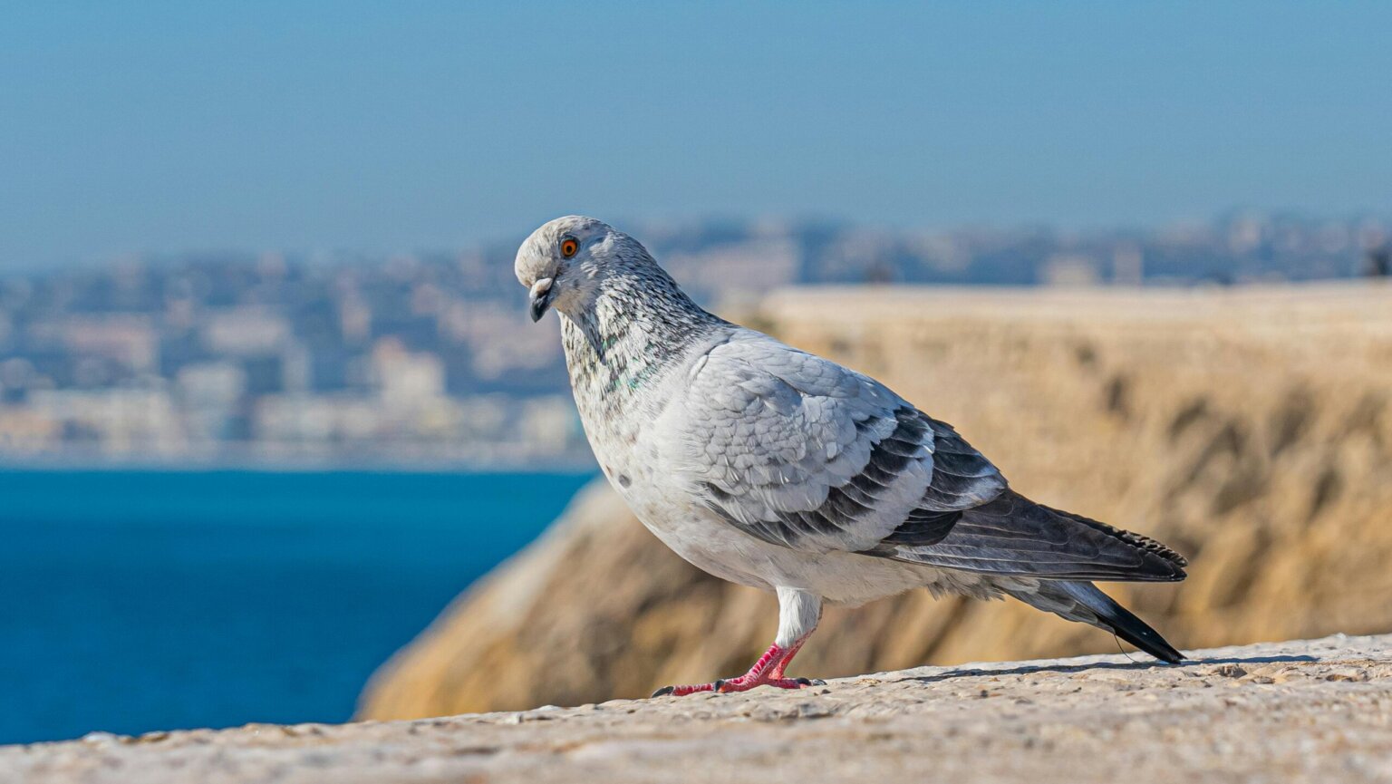 Pigeon Fact Sheet | Blog | Nature | PBS