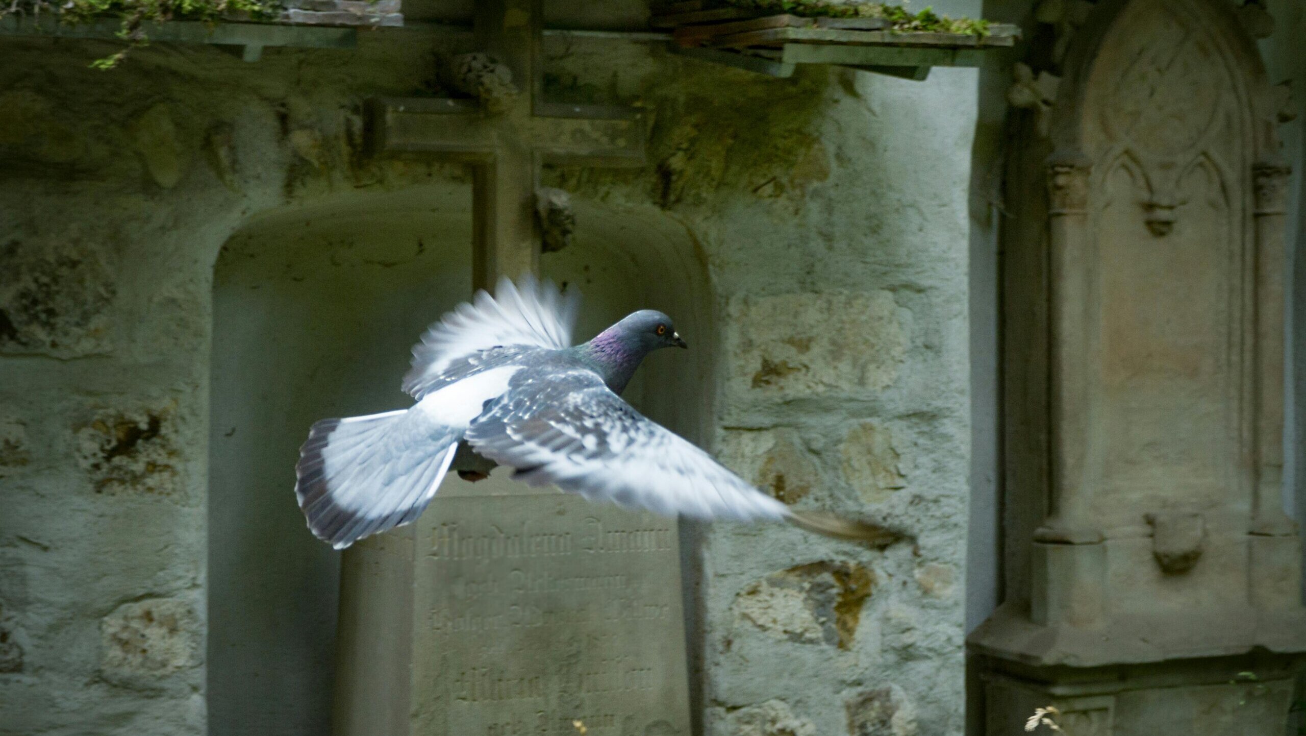 Pigeon Fact Sheet | Blog | Nature | PBS