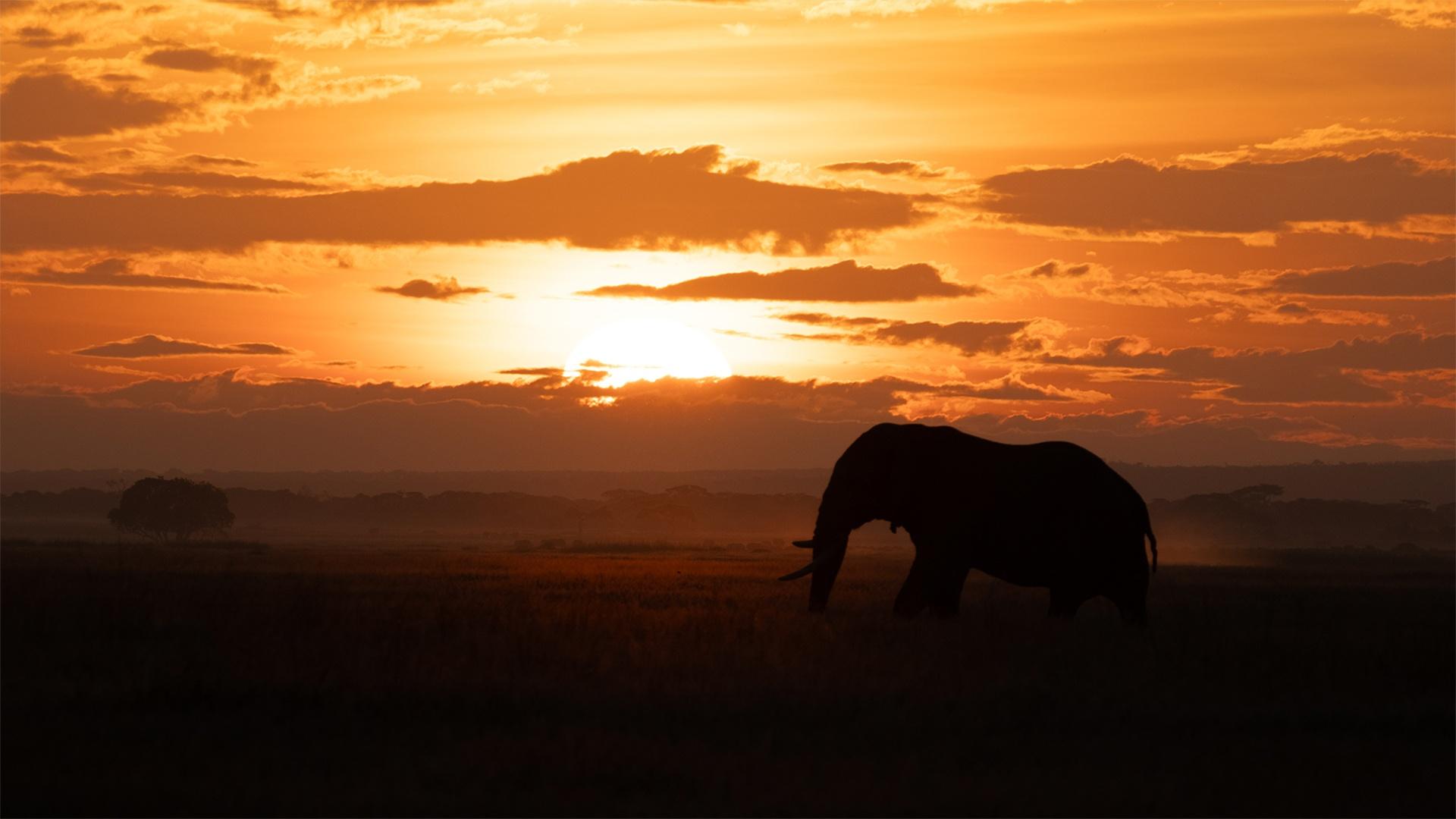 Tusker: Brotherhood of Elephants | How Invisible Borders Put Elephants ...