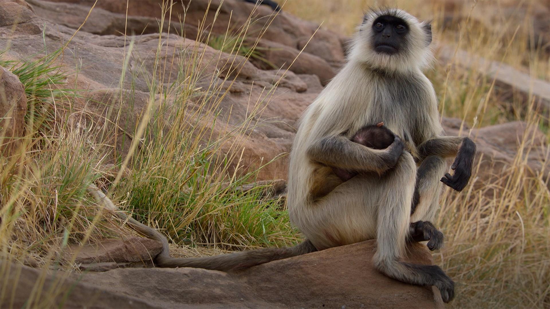 Parenthood "Grasslands" | Mom and Newborn Monkey Escape Wild Dogs ...