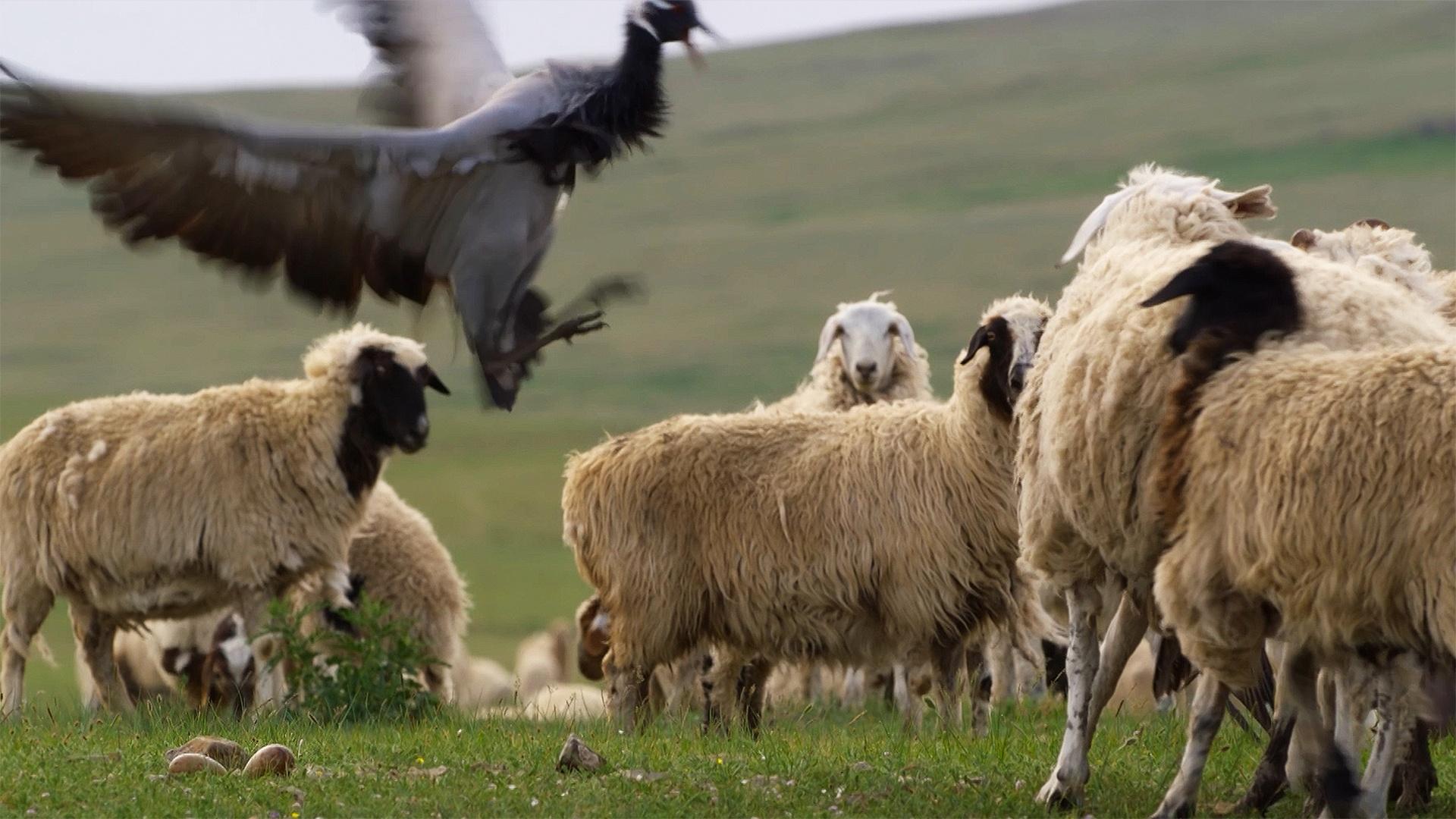 Parenthood "Grasslands" | How Crane Parents Defend Their Eggs | Nature ...
