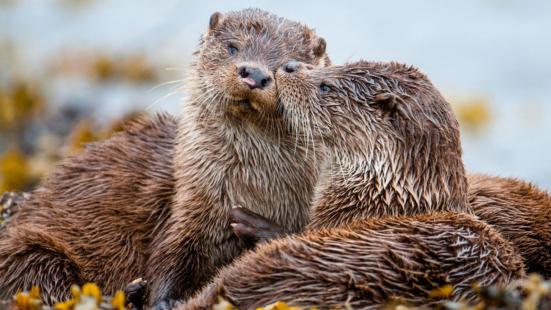 Parenthood "Oceans" | About | Nature | PBS