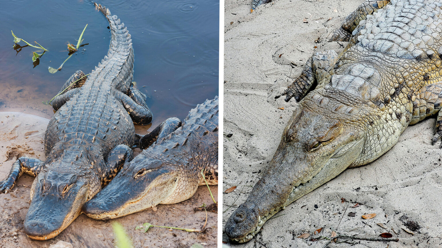 Alligator vs. Crocodile: What’s the Difference? | Blog | Nature | PBS