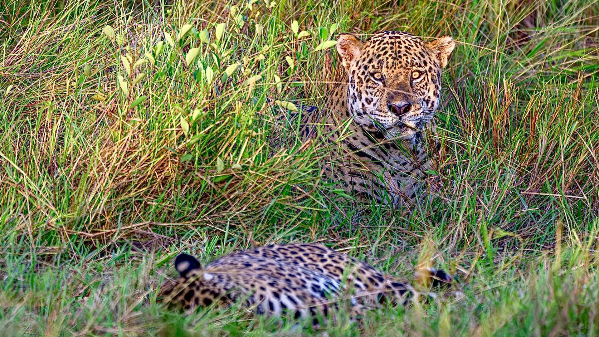 To Save Migratory Species, Conservation Must Cross Borders | Blog ...