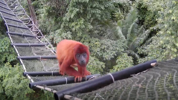 The Jungle’s Hidden Bridges: How treetop crossings are giving Peru’s ...