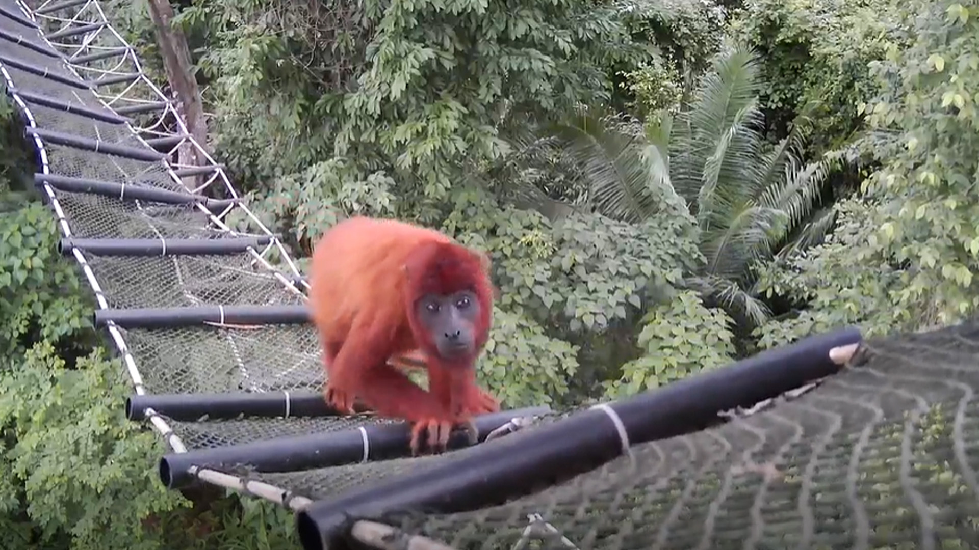 The Jungle’s Hidden Bridges: How treetop crossings are giving Peru’s ...