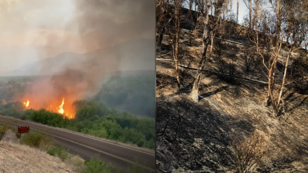 Life After Wildfires, from Australia to California | Planet Forward