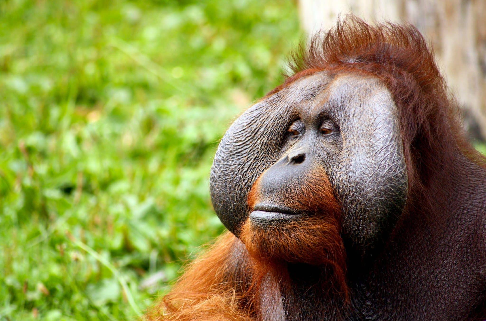 Orangutans: The “Gardeners of the Forest” Are Endangered