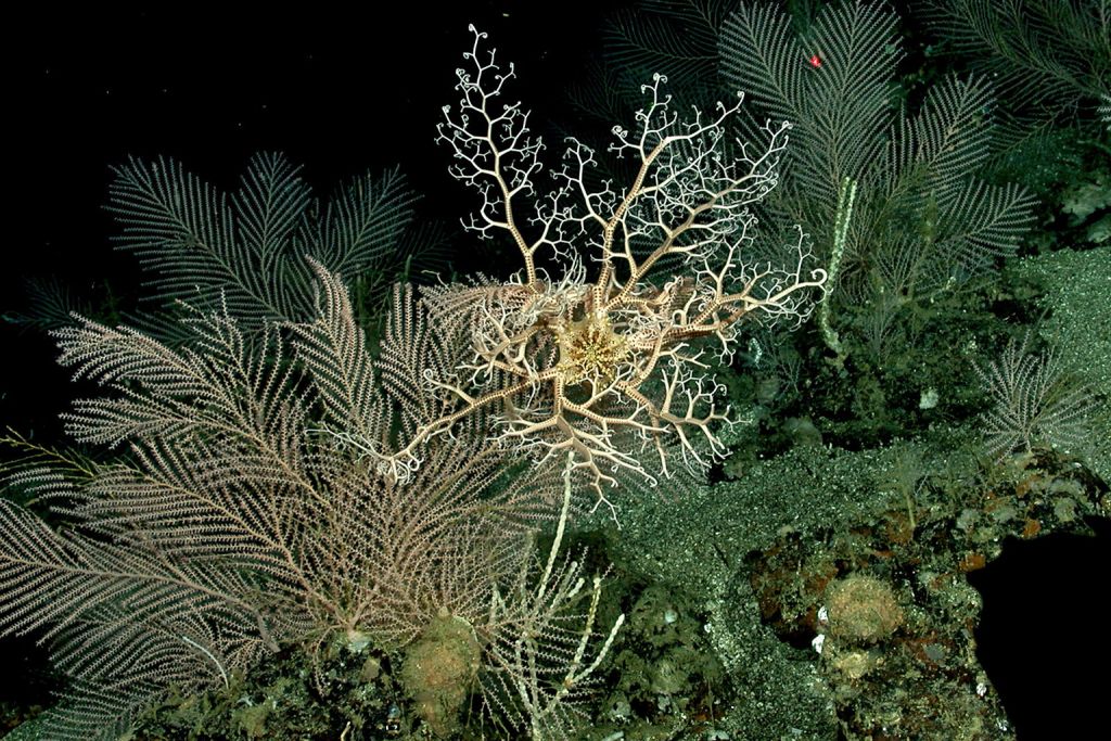 Food Loss Is Impacting Cold-Water Corals, Study Says