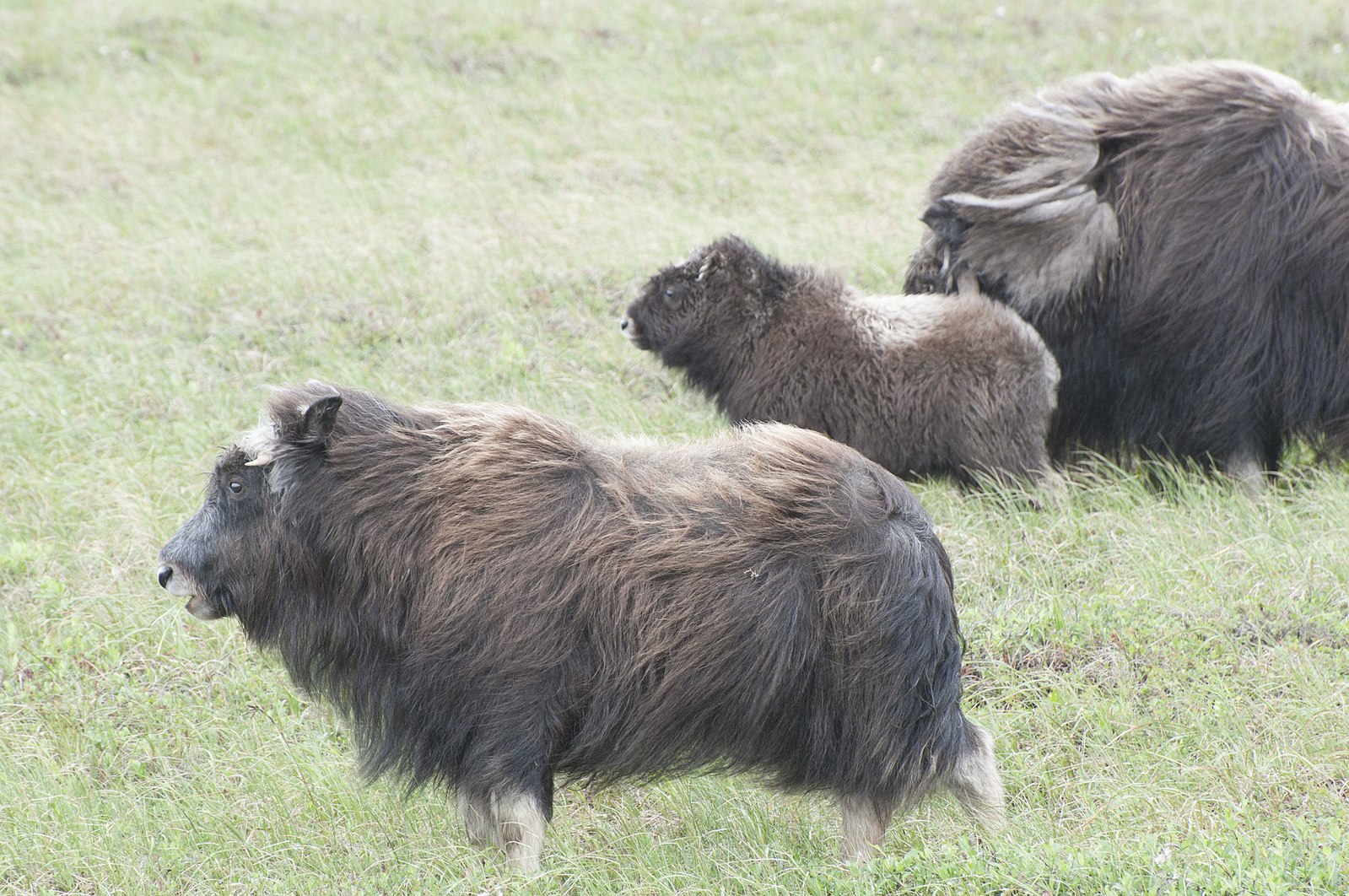 How Are Muskoxen Faring in a Changing Climate?