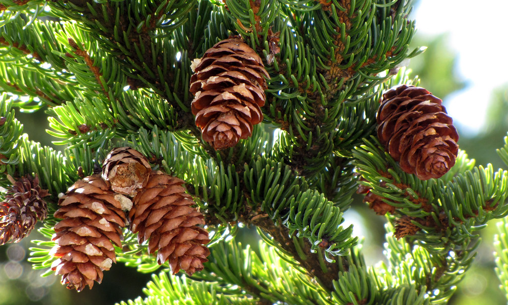 How Climate Change Could Impact Nova Scotia's Provincial Tree