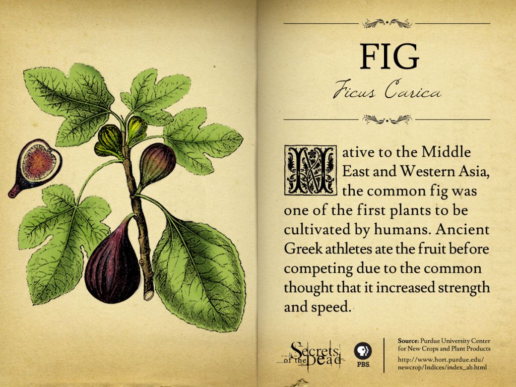 The Lost Gardens of Babylon ~ Guide to Ancient Plants | Secrets of the ...