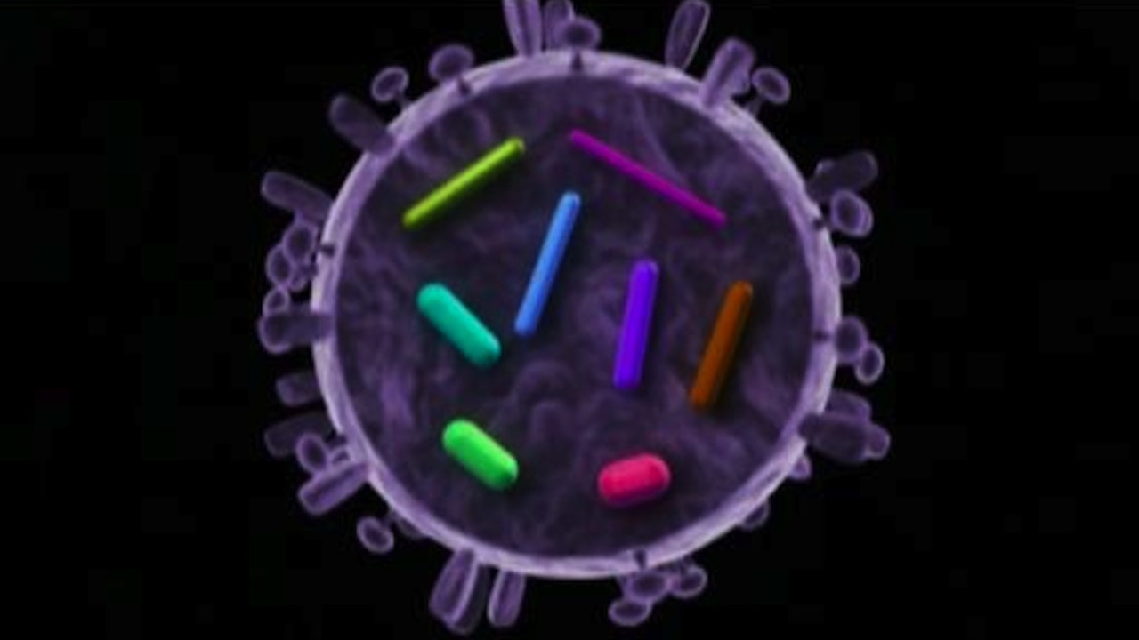 Killer Flu | Clues and Evidence | Secrets of the Dead | PBS