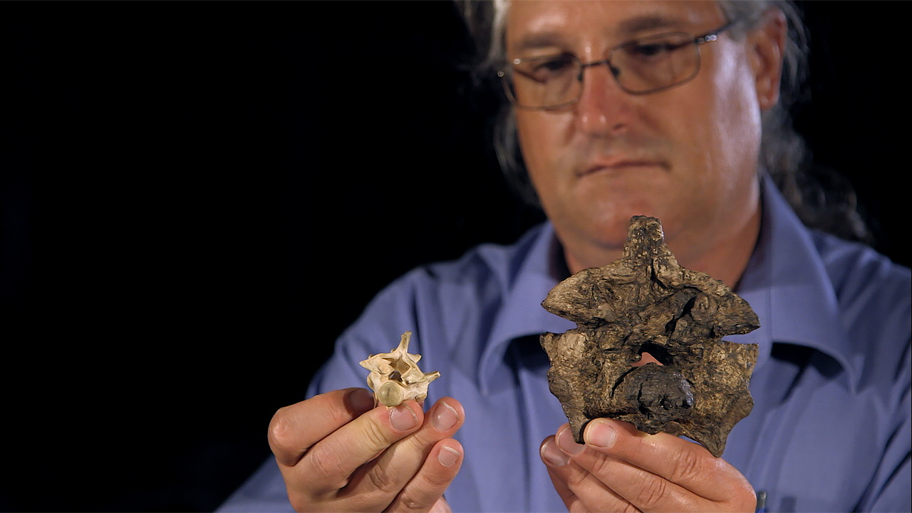 Graveyard of the Giant Beasts | Discovery of the Giant Snake, Titanoboa ...